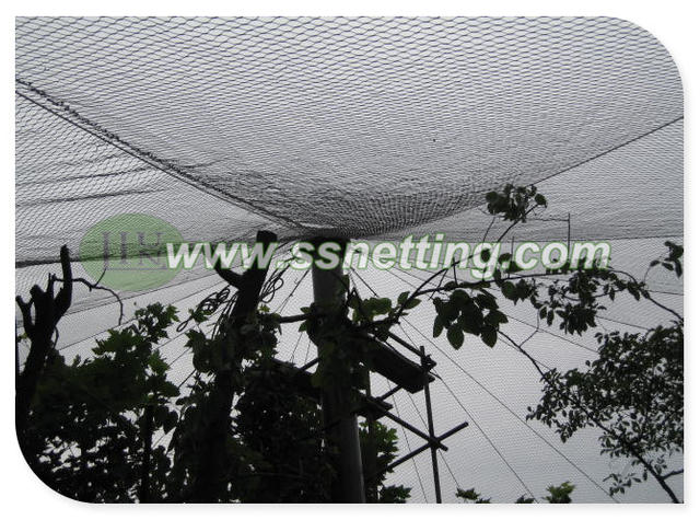 Aviary netting client case - Liulin Zoo Mesh Supplier