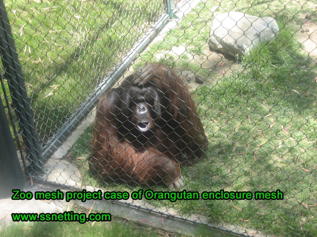 Client Projects Case of wire rope woven zoo mesh - Liulin Zoo Mesh Supplier